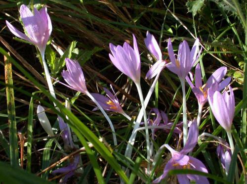 Restauration de prairie à Colchiques | J'agis pour la nature