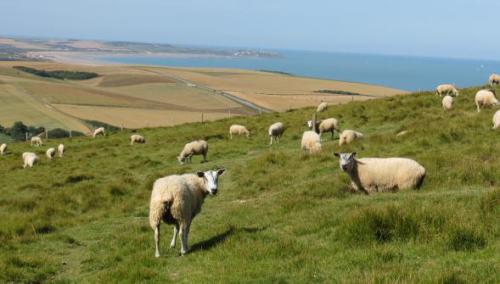Entretien d'un parcours de pâturage | J'agis pour la nature