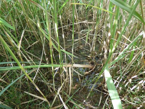 Réouverture d'une mare | J'agis pour la nature