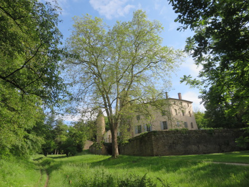 Les arbres remarquables du parc du château de Curis au Mont d'Or | J ...