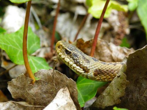 Journée d'étude de la Vipère péliade dans le Pays de Bray (60) | J'agis ...