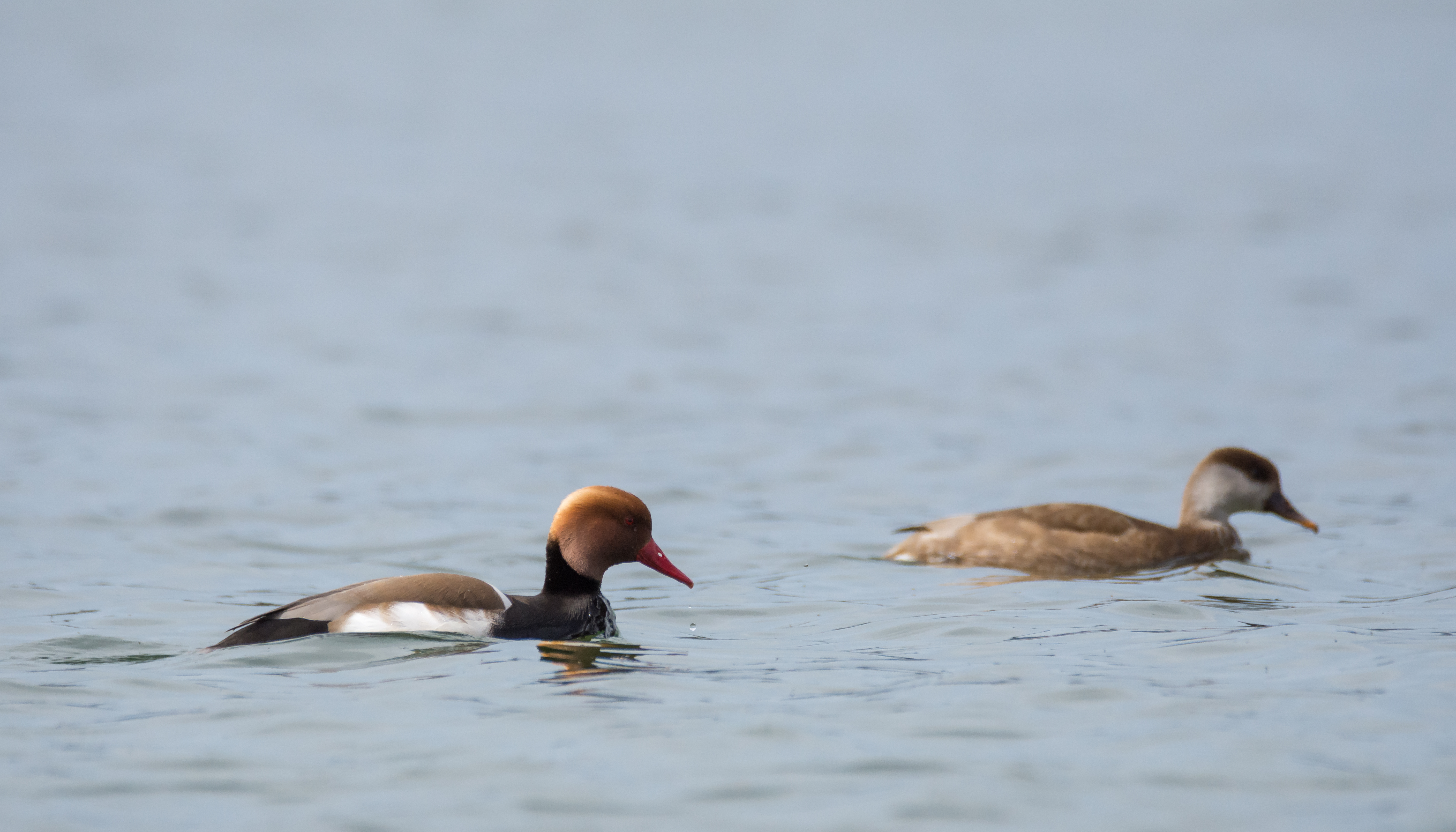 Balade autour du lac | J'agis pour la nature