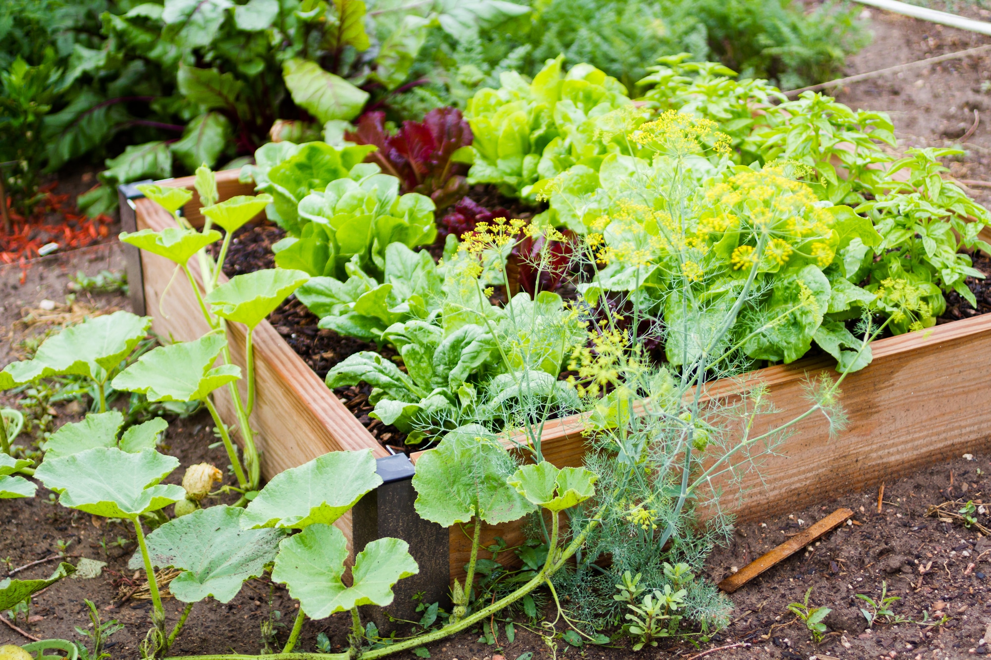 Pépinière Chanzy : Atelier thématique "Le Potager" | J'agis pour la nature