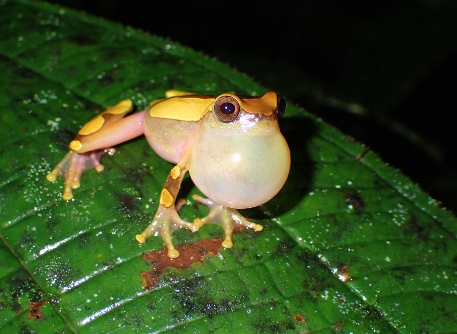 Découverte des amphibiens et leurs lieux de vie sur la réserve Trésor ...