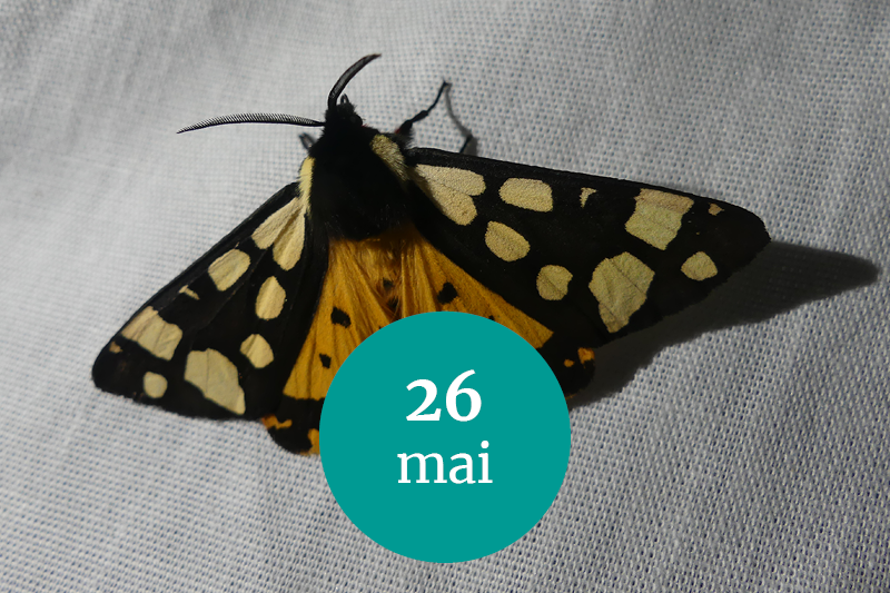 Découverte des papillons de nuit à Baugé-en-Anjou | J'agis pour la nature