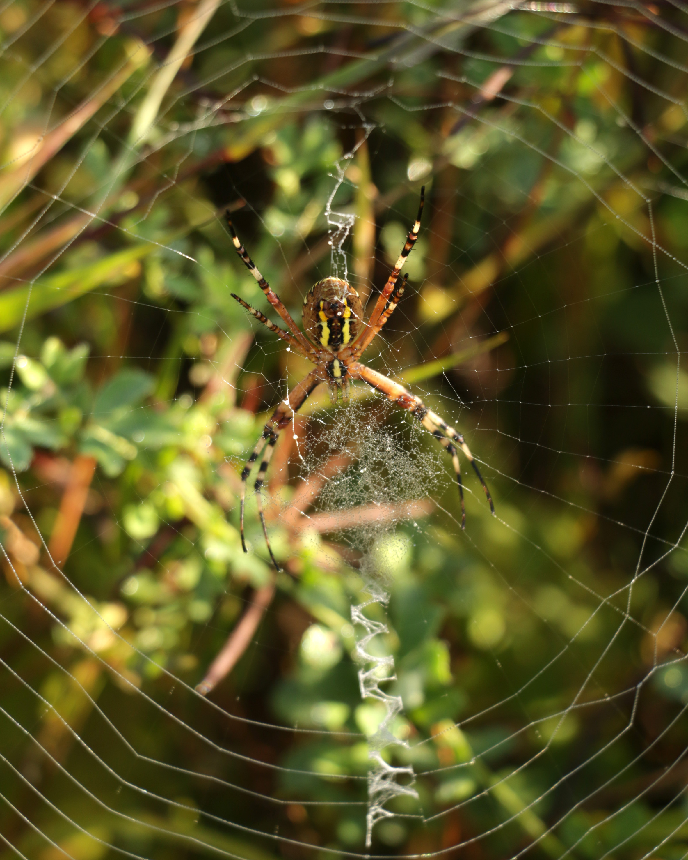 Visite commentée de l'exposition temporaire "Au fil des araignées" par ...