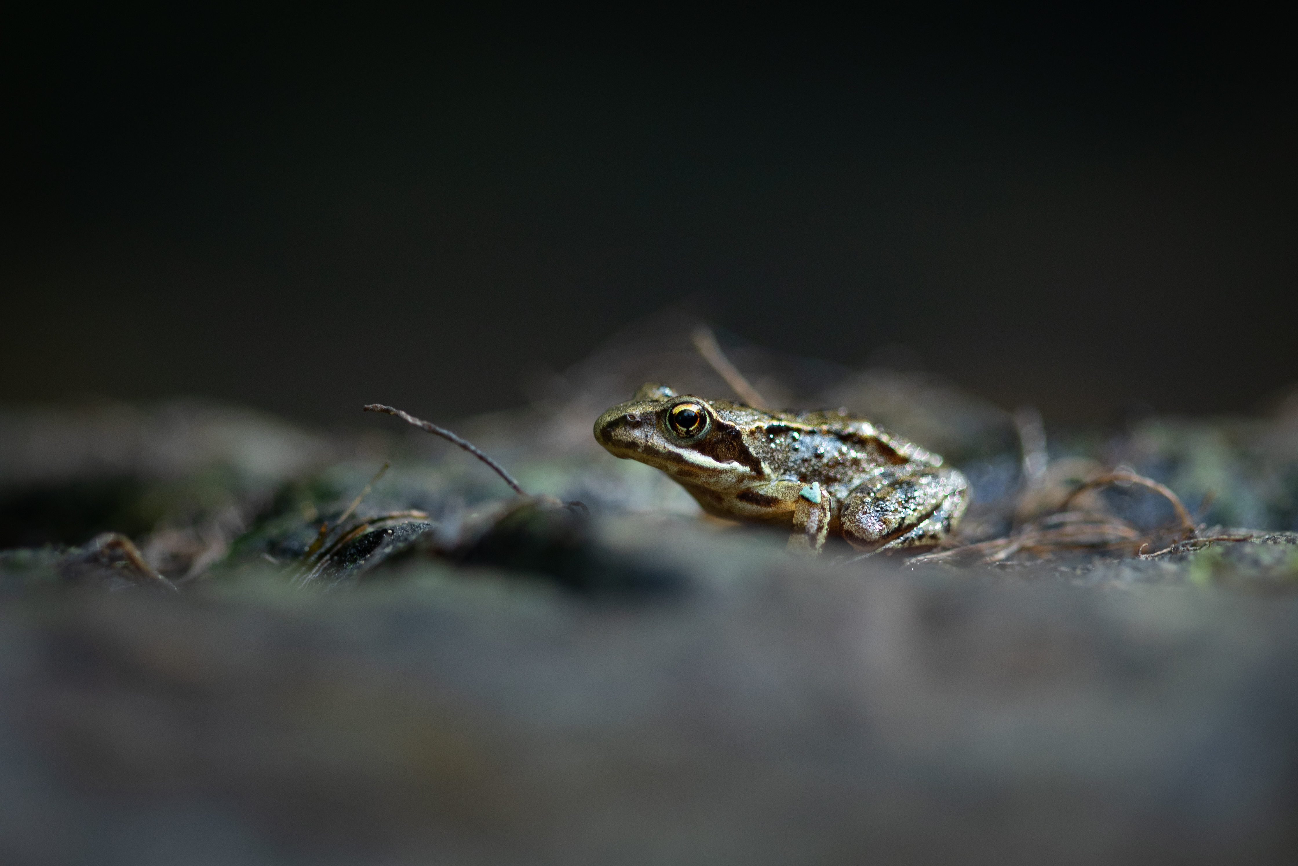 Bois Claveau : Forêt des Dragons | J'agis pour la nature